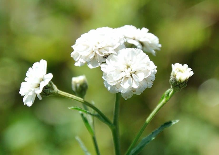 Borderpakket The Whites – 30 witte vaste planten voor 4 m²
