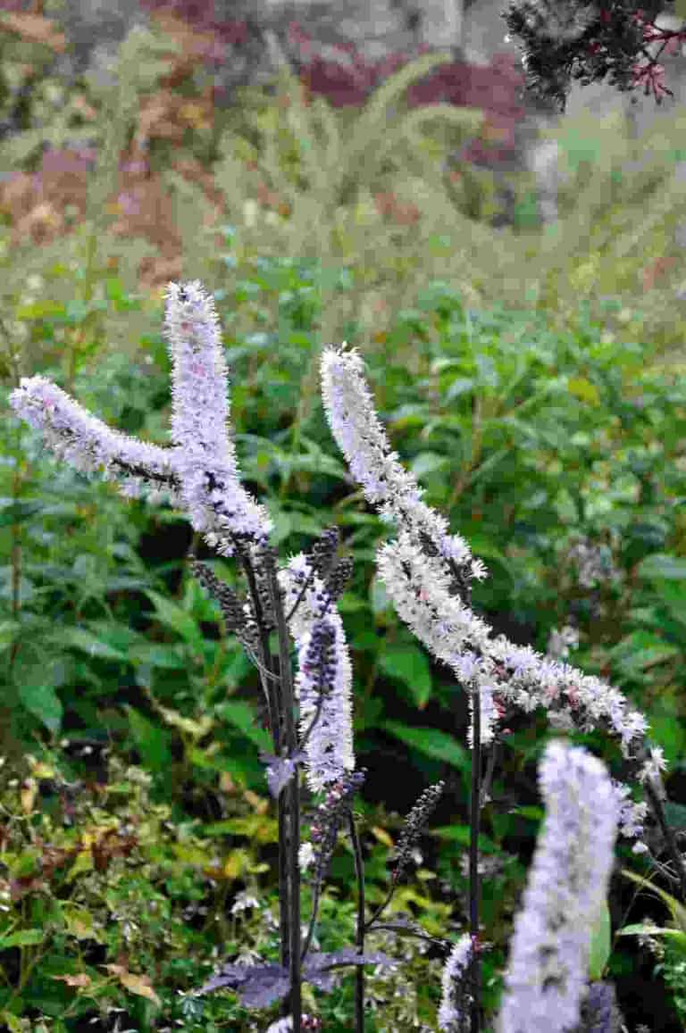 Actaea 'Chocoholic' • PLANTWERK • online planten kopen