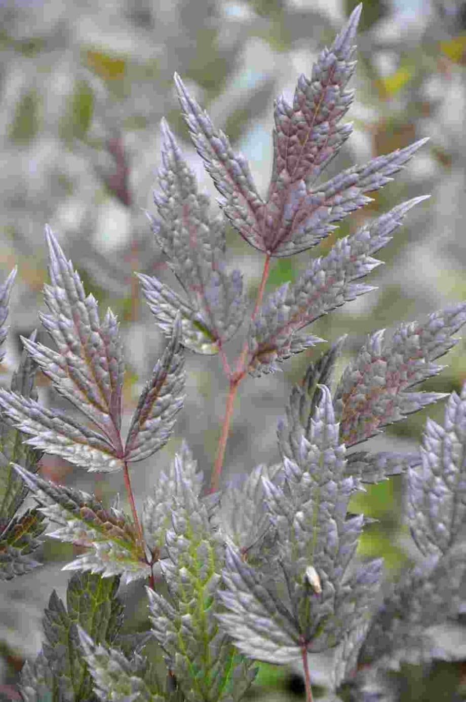 Actaea ‘Queen of Sheba’ | Donker blad en sierlijke witte bloei