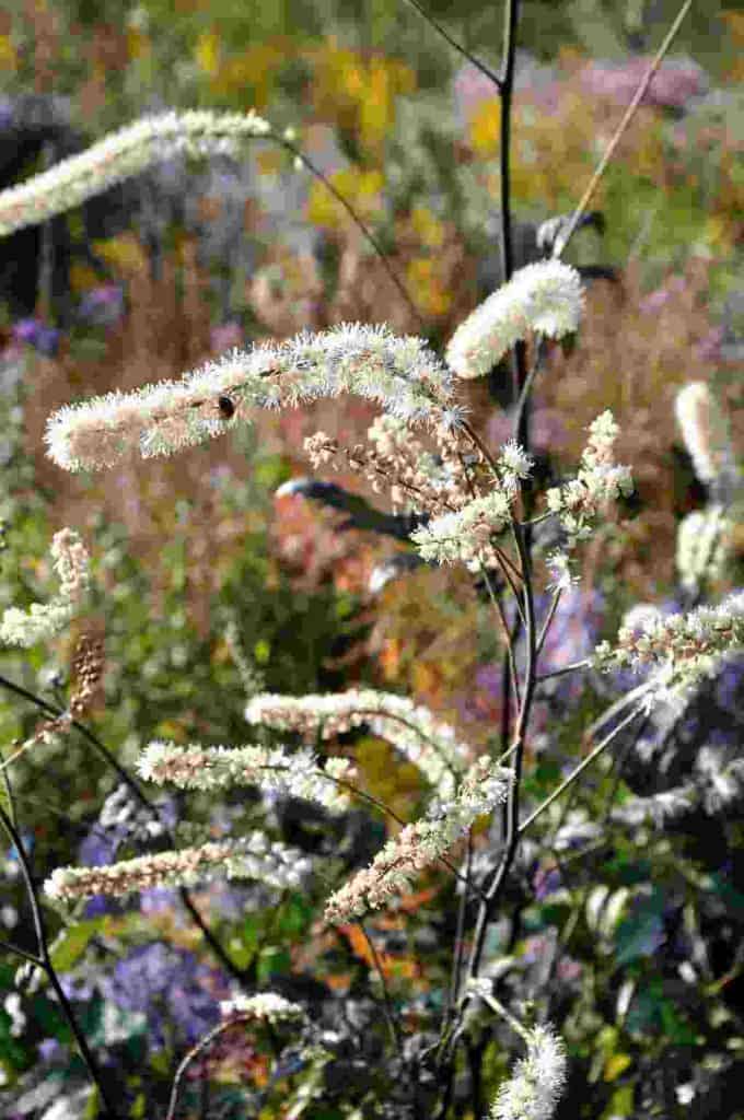 Actaea ‘Queen of Sheba’ | Donker blad en sierlijke witte bloei