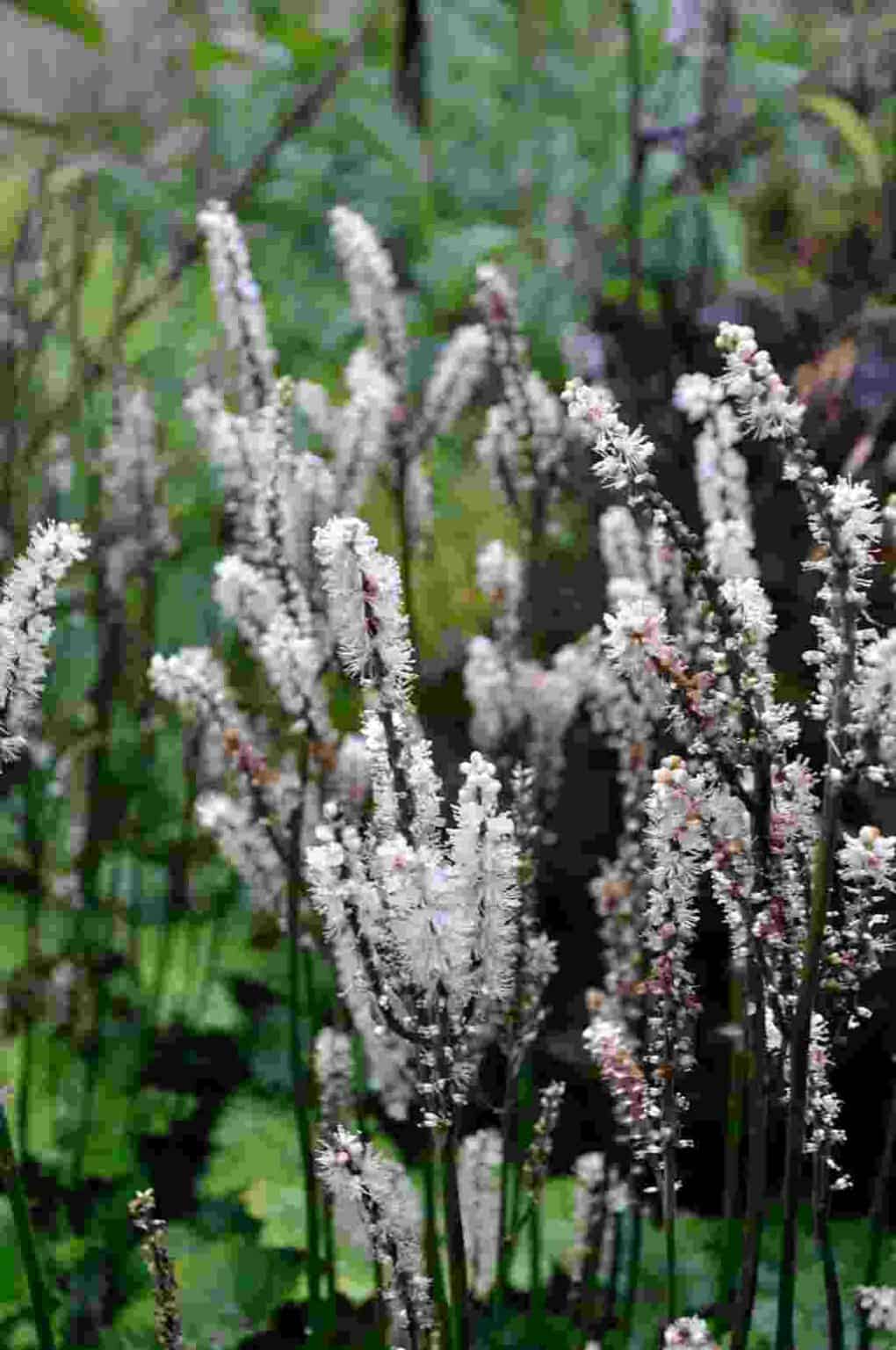 Actaea japonica ‘Cheju-Do’ | Elegante bloei voor schaduw