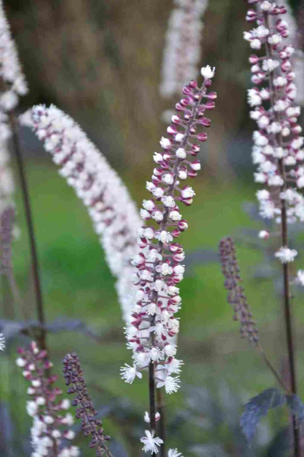 Actaea simplex 'Pink Spike' • PLANTWERK • online planten kopen
