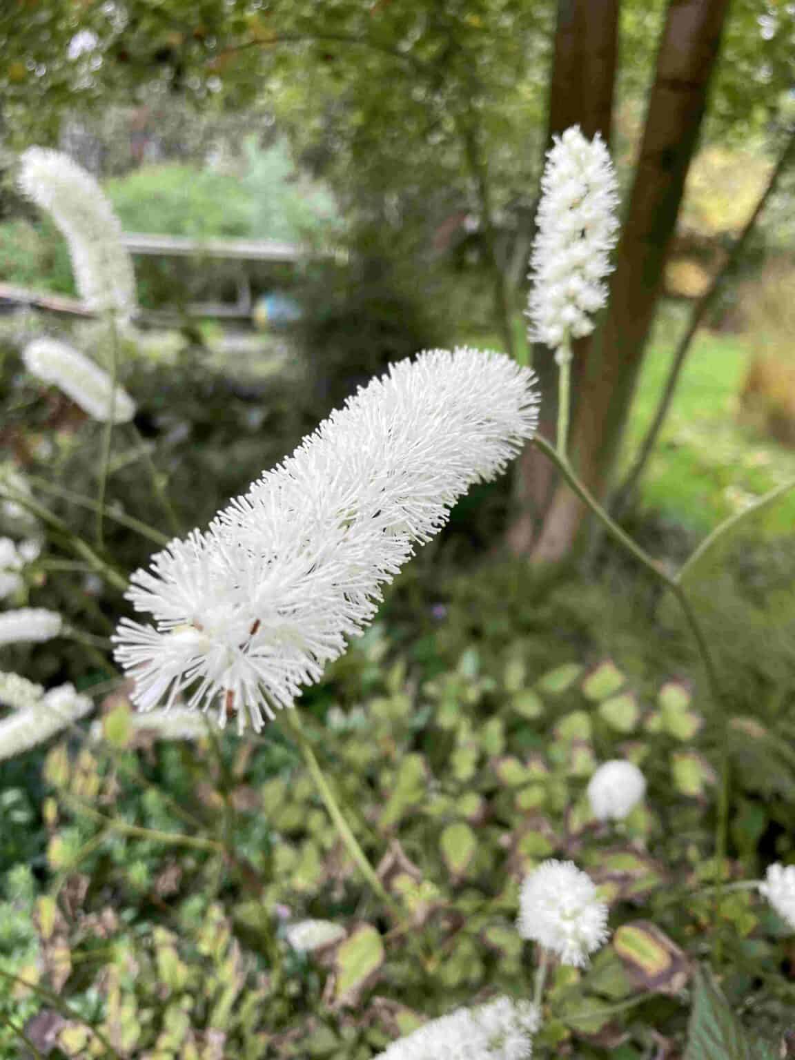 Actaea simplex 'White Pearl' | Witte bloei voor halfschaduw