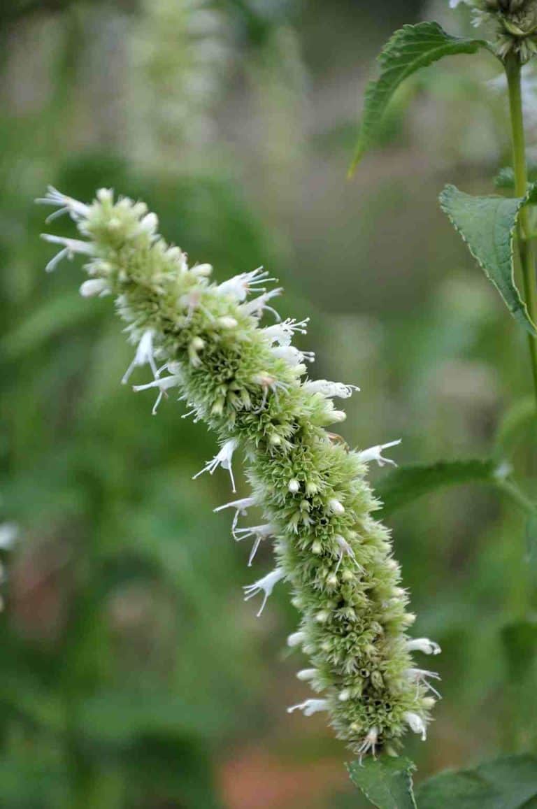 Borderpakket The Whites – 30 witte vaste planten voor 4 m²