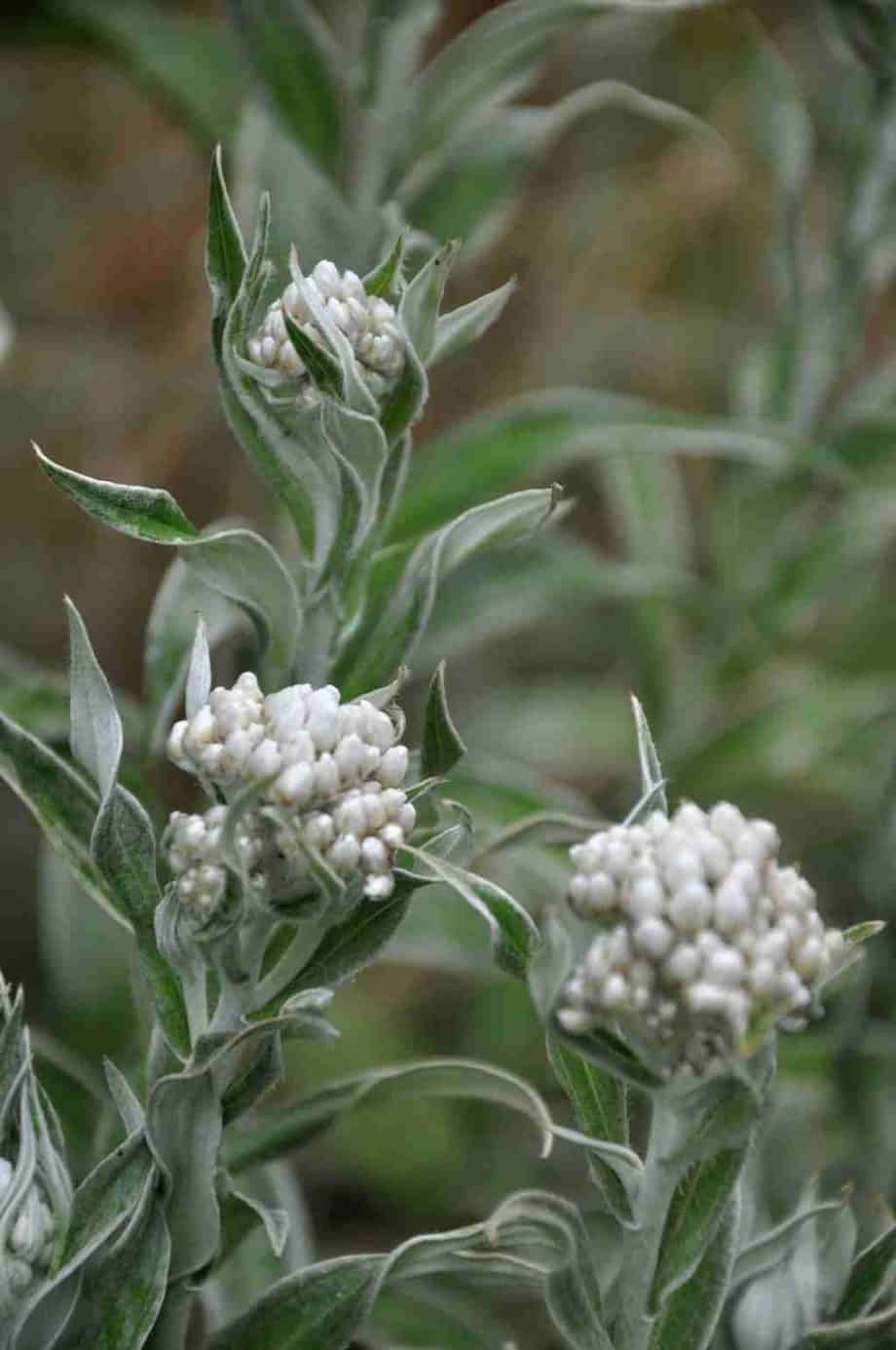 Borderpakket The Whites – 30 witte vaste planten voor 4 m²