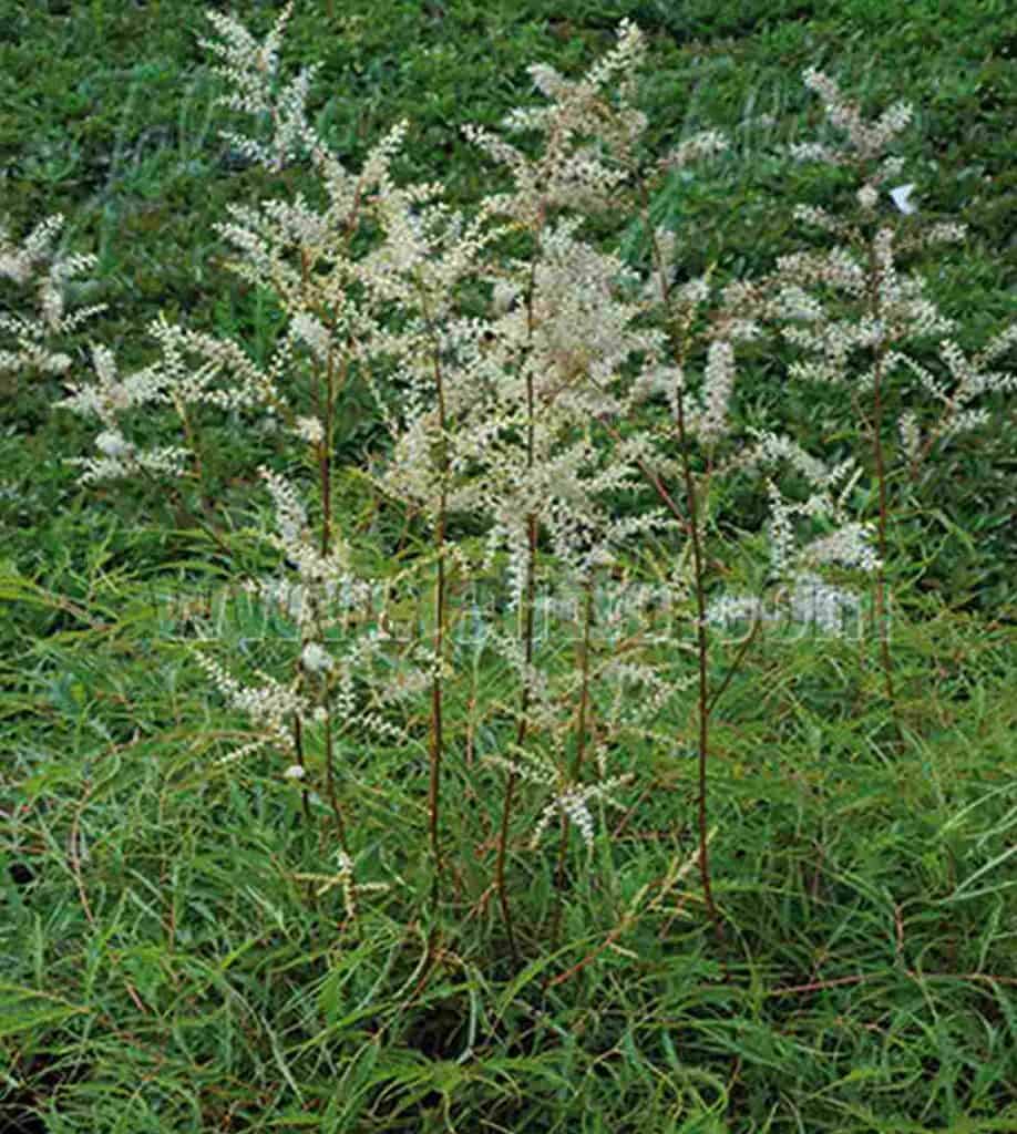 Aruncus dioicus ‘Whirlwind’ | Rijk wit bloeiende geitenbaard