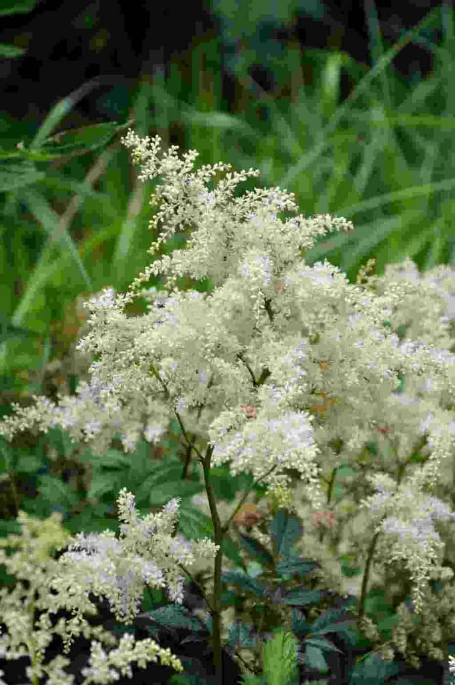 Borderpakket The Whites – 30 witte vaste planten voor 4 m²