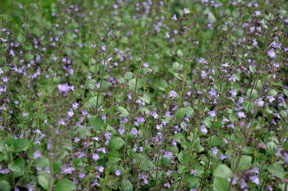Calamintha nepeta ‘Marvelette Blue’ | Compacte blauwe bloei