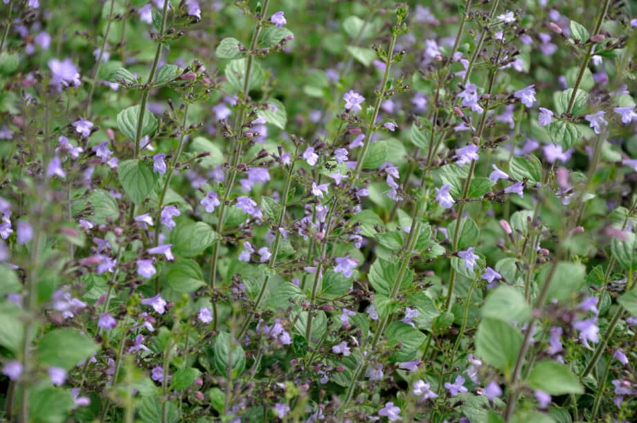 Calamintha nepeta ‘Marvelette Blue’ | Compacte blauwe bloei