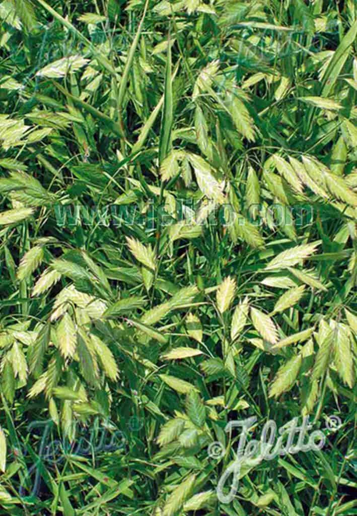Chasmanthium latifolium ‘Little Tickler’ | Compacte Plataargras