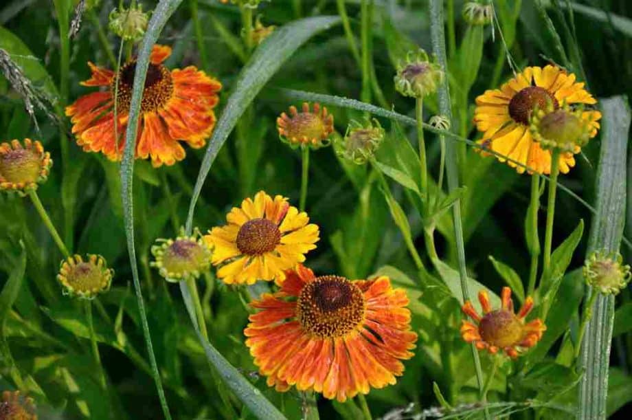 Helenium ‘Waltraut’ | Oranjegeel zonnekruid met warme gloed