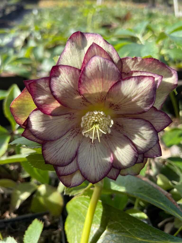 Helleborus orientalis ‘Double Ellen Picotee’ | Dubbele kerstroos