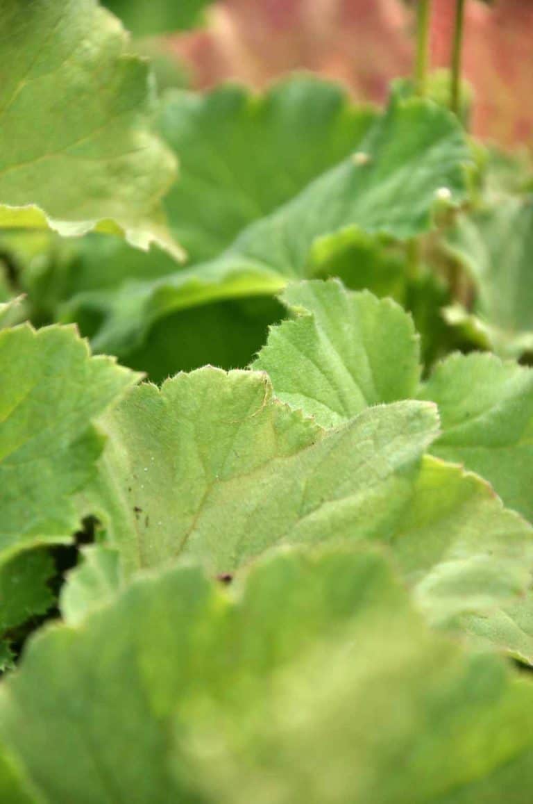 Heuchera villosa ‘Autumn Bride’ | Late witte bloei en groot blad