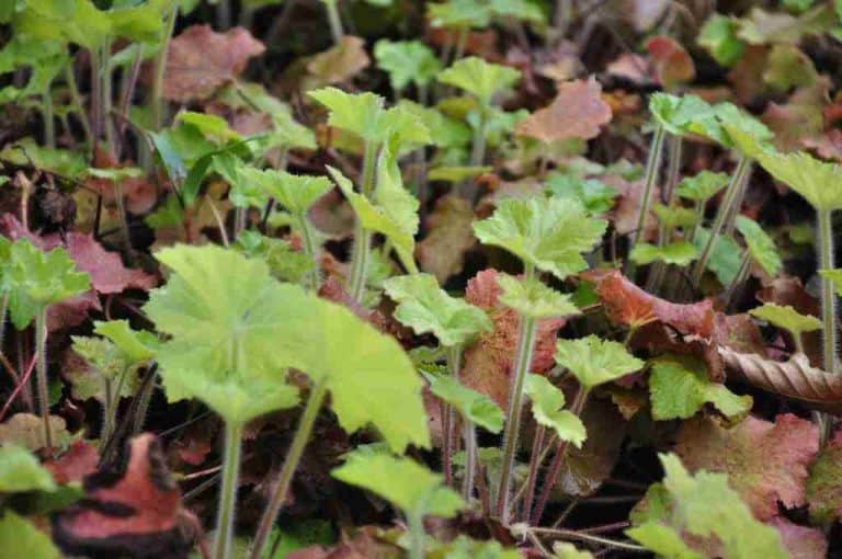 Heuchera villosa ‘Autumn Bride’ | Late witte bloei en groot blad