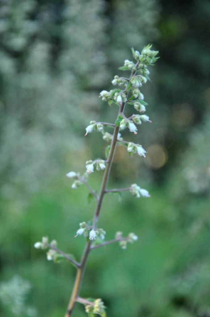 Heuchera villosa ‘Autumn Bride’ | Late witte bloei en groot blad