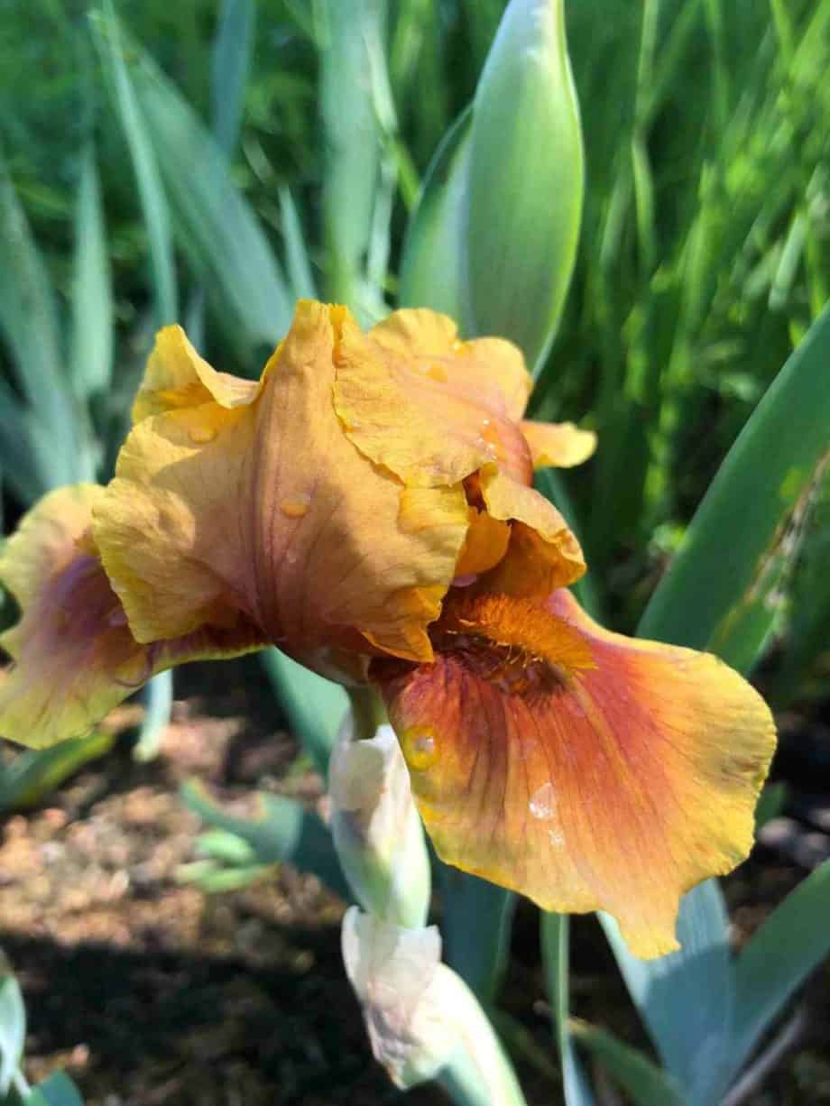 Iris germanica ‘Apache Warrior’ | Geelbruine baardiris