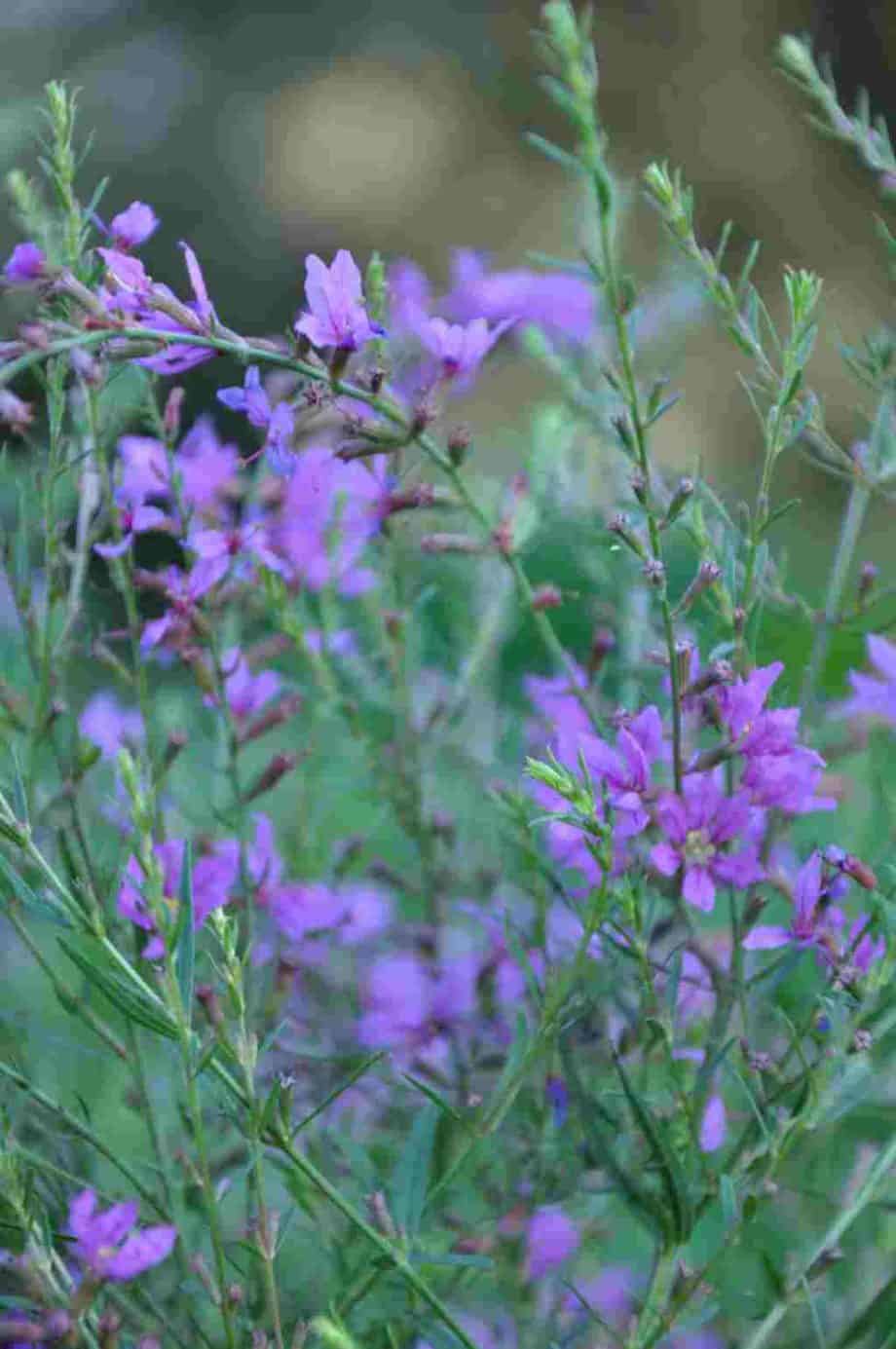 Lythrum salicaria ‘Swirl’ | Roze kattenstaart
