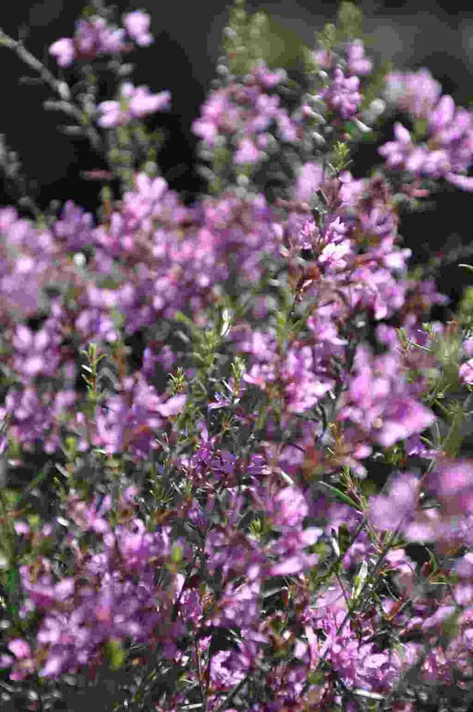 Lythrum salicaria ‘Swirl’ | Roze kattenstaart