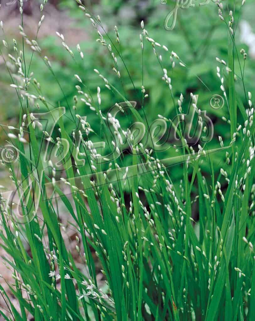 Melica uniflora albida | Licht bloeiend bosgras voor schaduw
