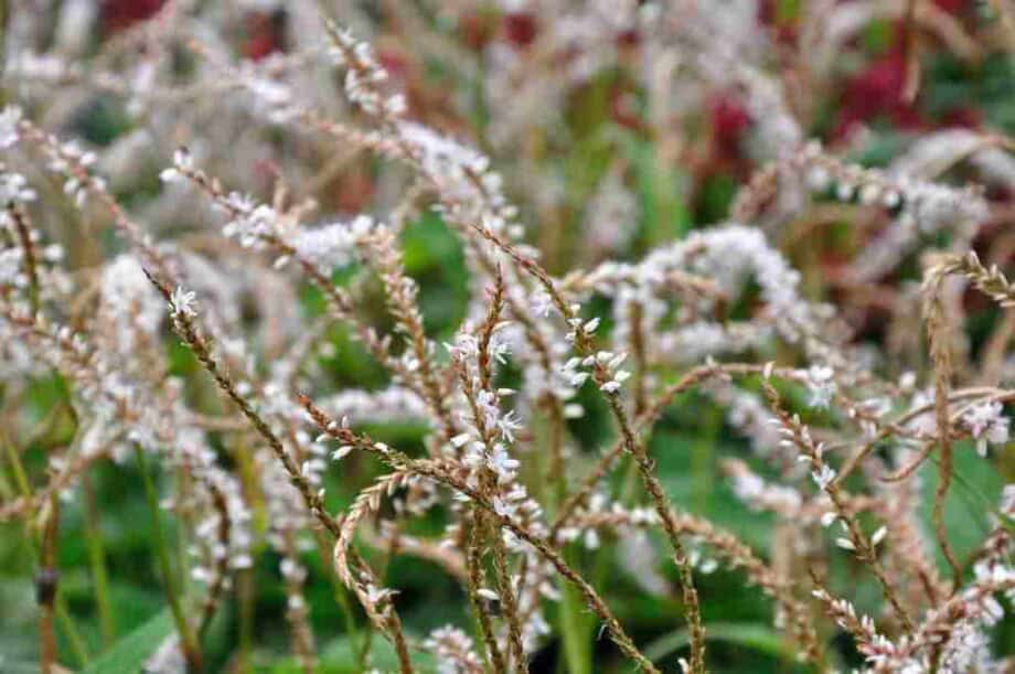 Borderpakket The Whites – 30 witte vaste planten voor 4 m²