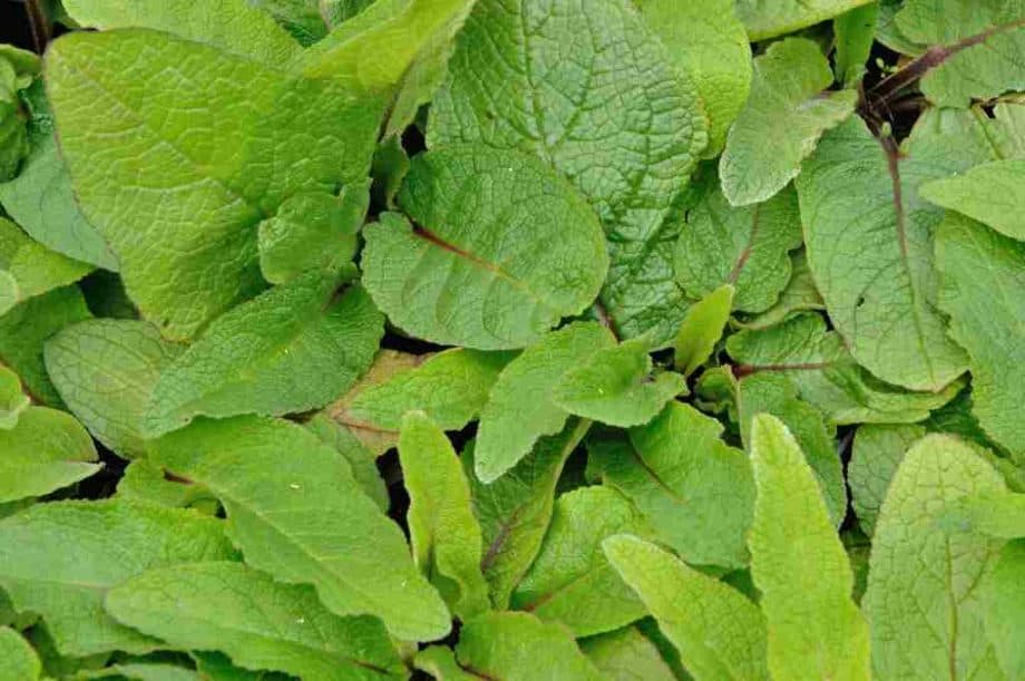 Verbascum nigrum | Geel bloeiende inheemse zwarte toorts