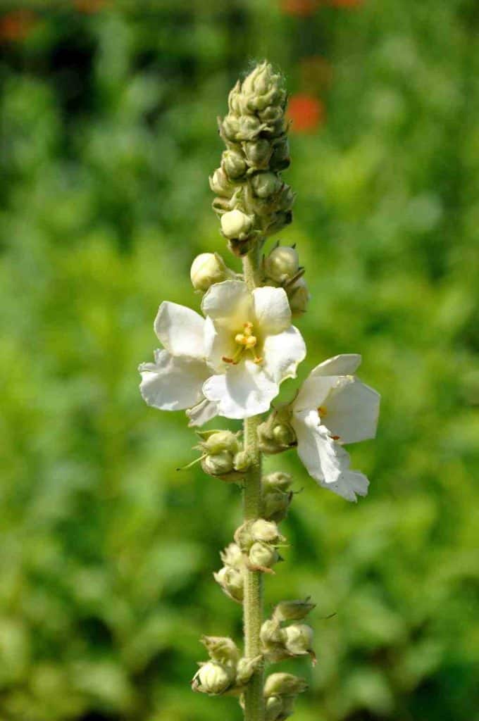 Verbascum phlomoides ‘Spica’ | Gele toorts met dichte aar