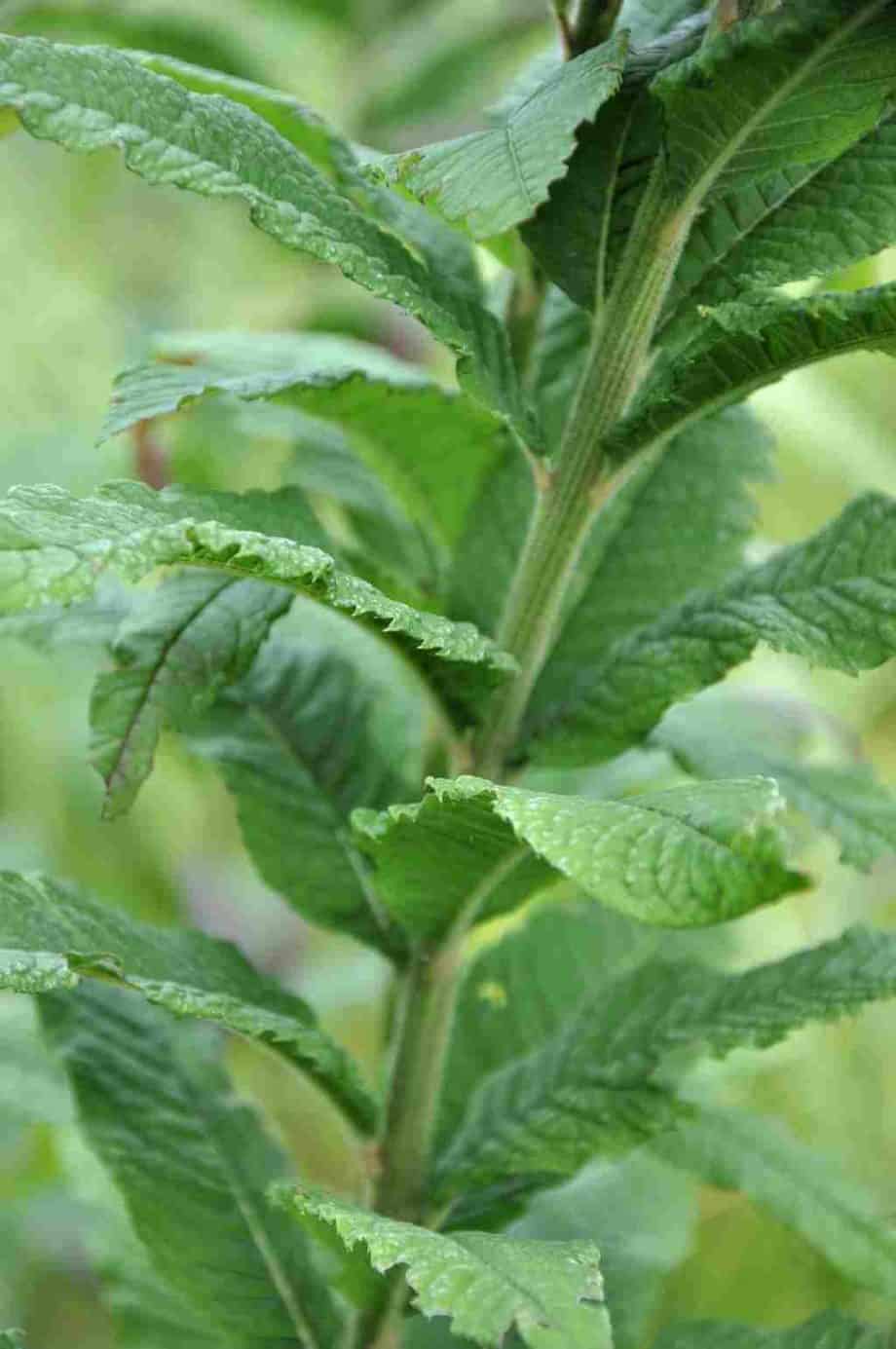 Vernonia crinita ‘Mammuth’ | Hoog paars bloeiend ijzerkruid