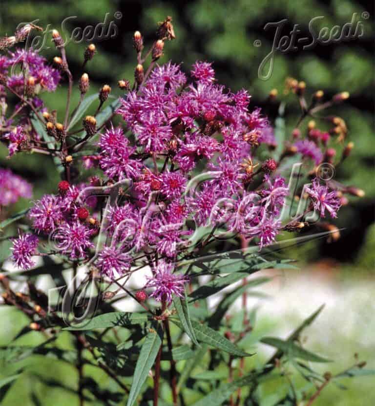 Vernonia arkansana | Paars bloeiend ijzerkruid