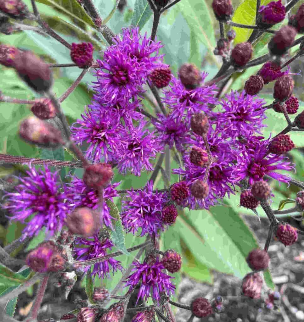 Vernonia noveboracensis | Rijk bloeiend ijzerkruid