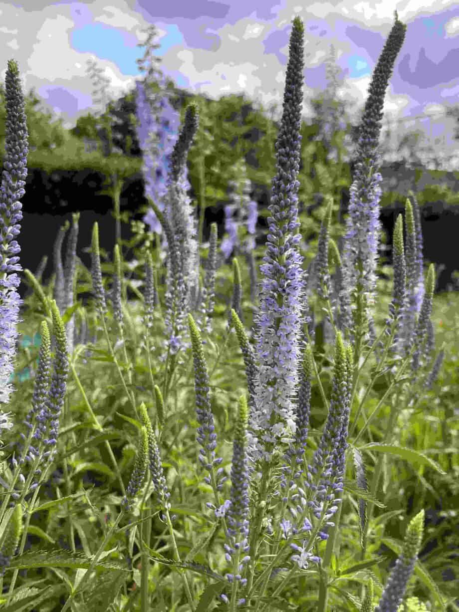 Veronica longifolia ‘Lilac Fantasy’ | Lila bloei met verticale groei