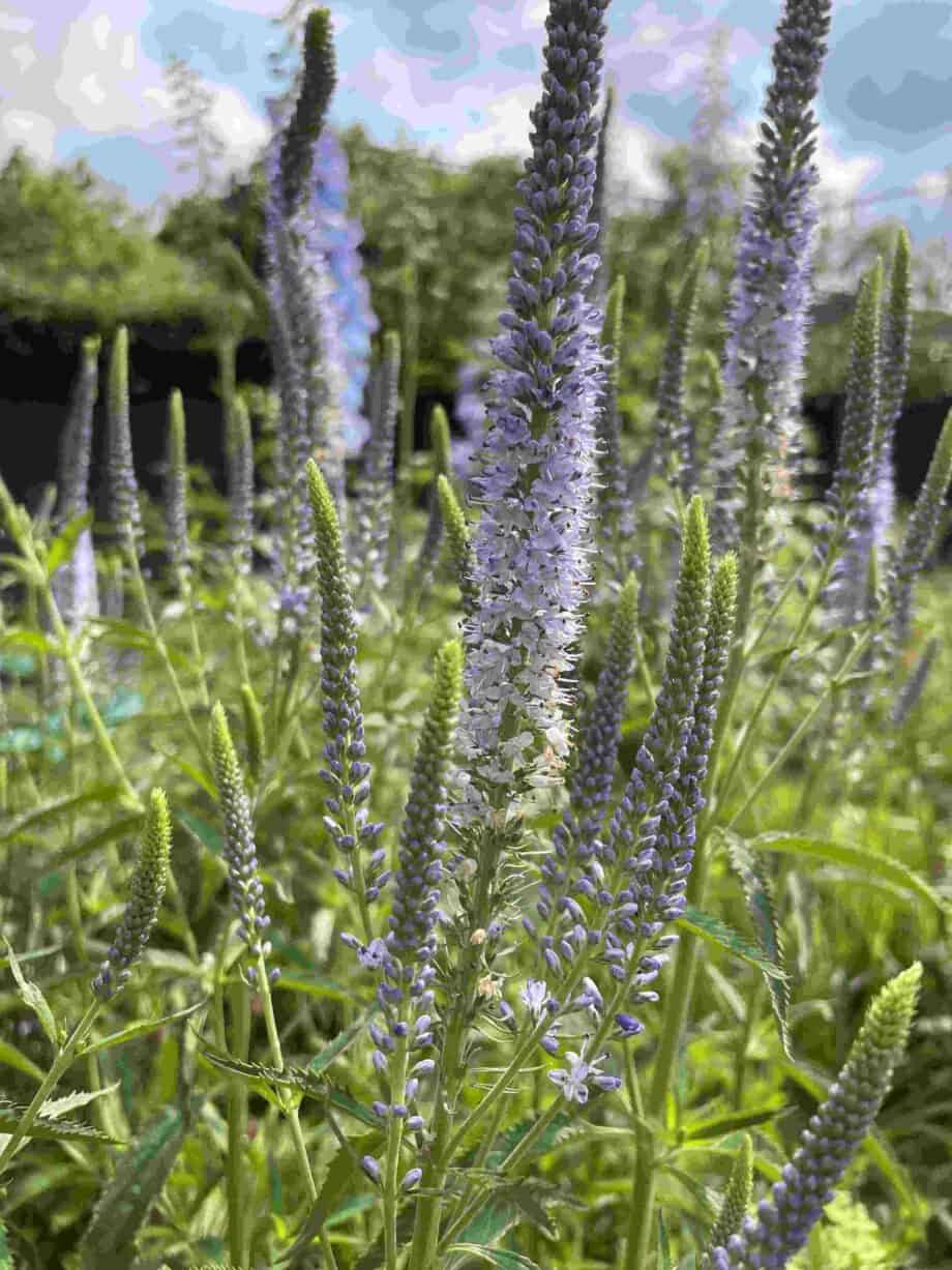 Veronica longifolia ‘Lilac Fantasy’ | Lila bloei met verticale groei